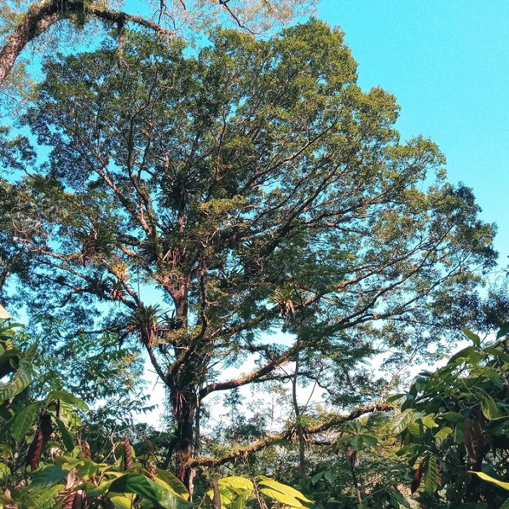 Estudo mostra como fragmentos da Mata Atlântica, isolados por pastos e ...